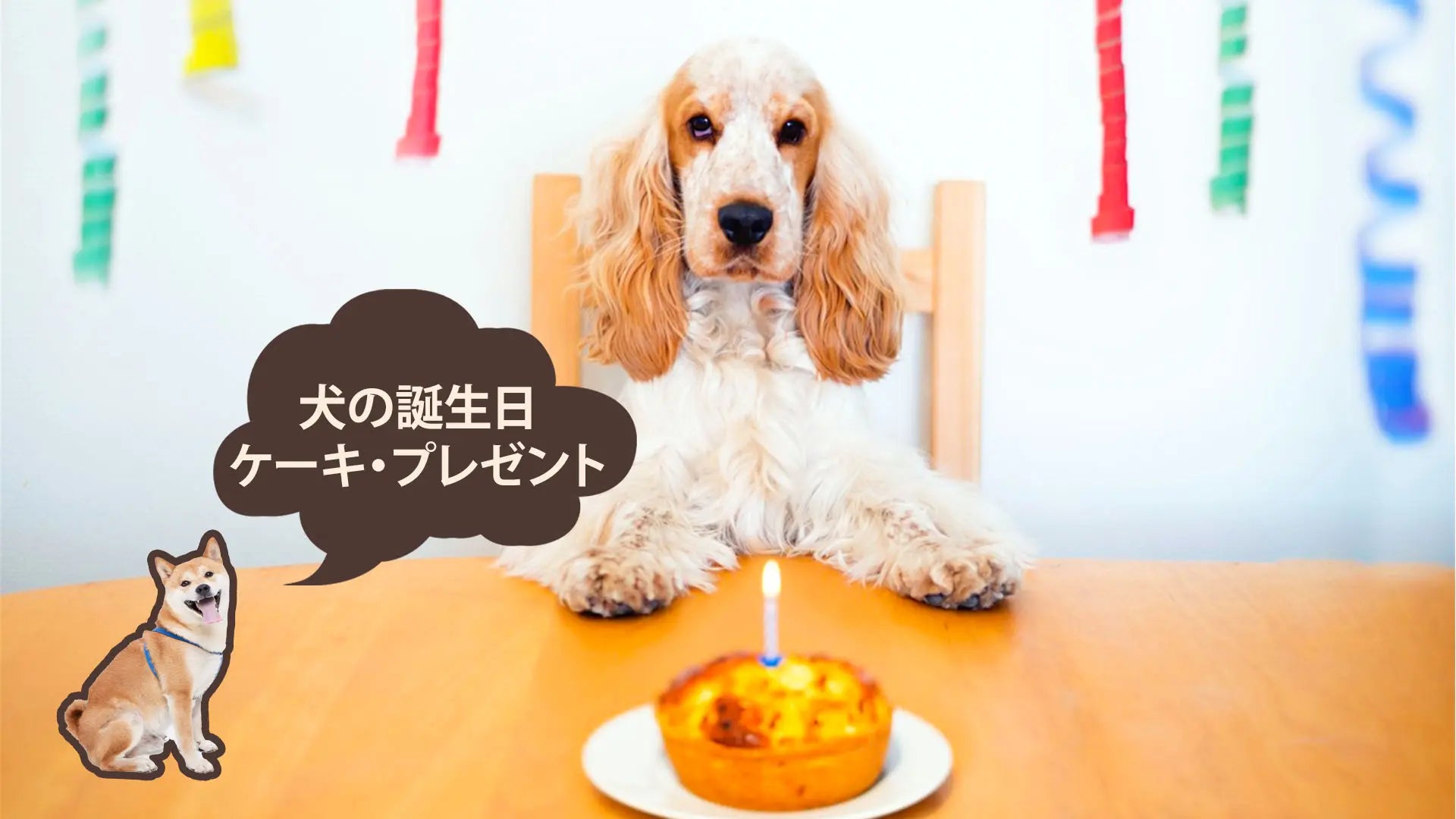 犬の誕生日、どう祝う？年齢別のコツ＆人気のケーキ・プレゼント・旅行スポット｜PETTENA