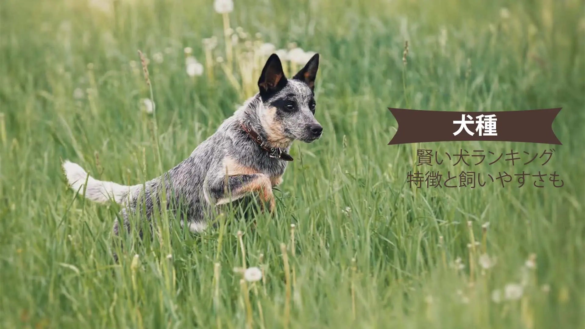 賢い犬ランキングTop10！犬種の特徴と飼いやすさ、しつけのコツも解説｜PETTENA