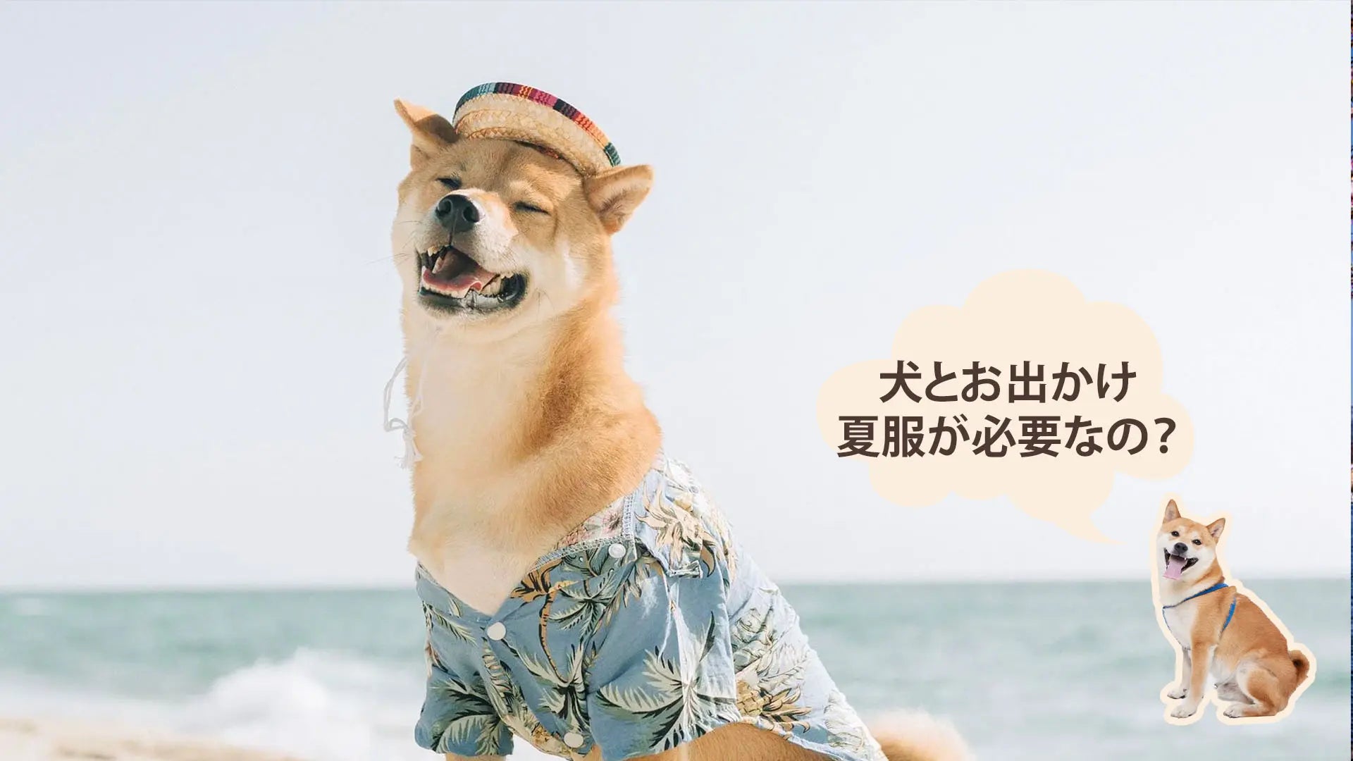 夏でも犬に服を着せていいの？愛犬を守るための夏服の選び方とおすすめアイテム｜PETTENA