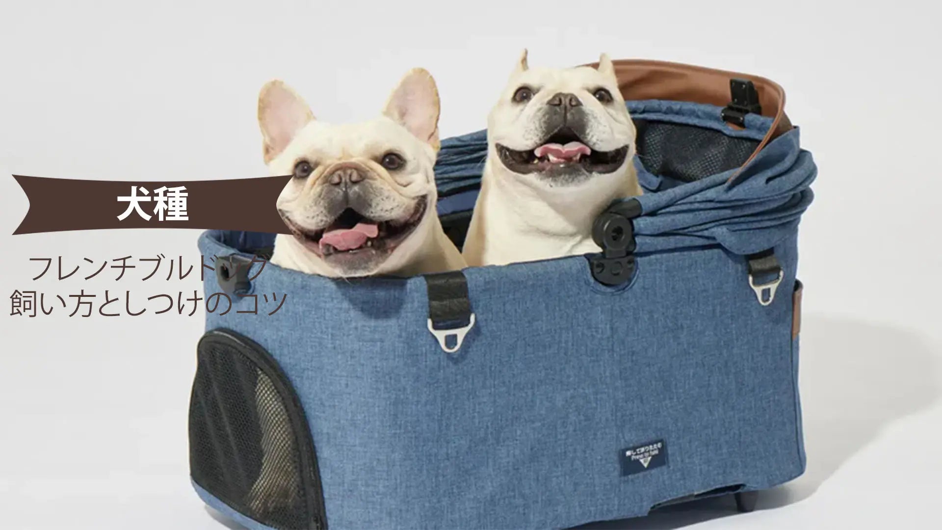 フレンチブルドッグの性格って？飼い方としつけのコツを初心者向けに紹介｜PETTENA