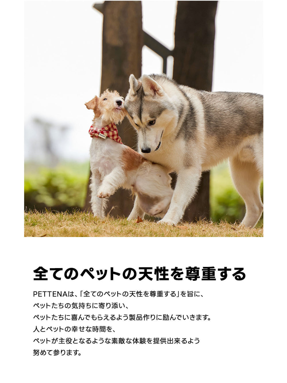 愛犬・愛猫とのお出かけをもっと楽しく、ぺテナで！｜PETTENA