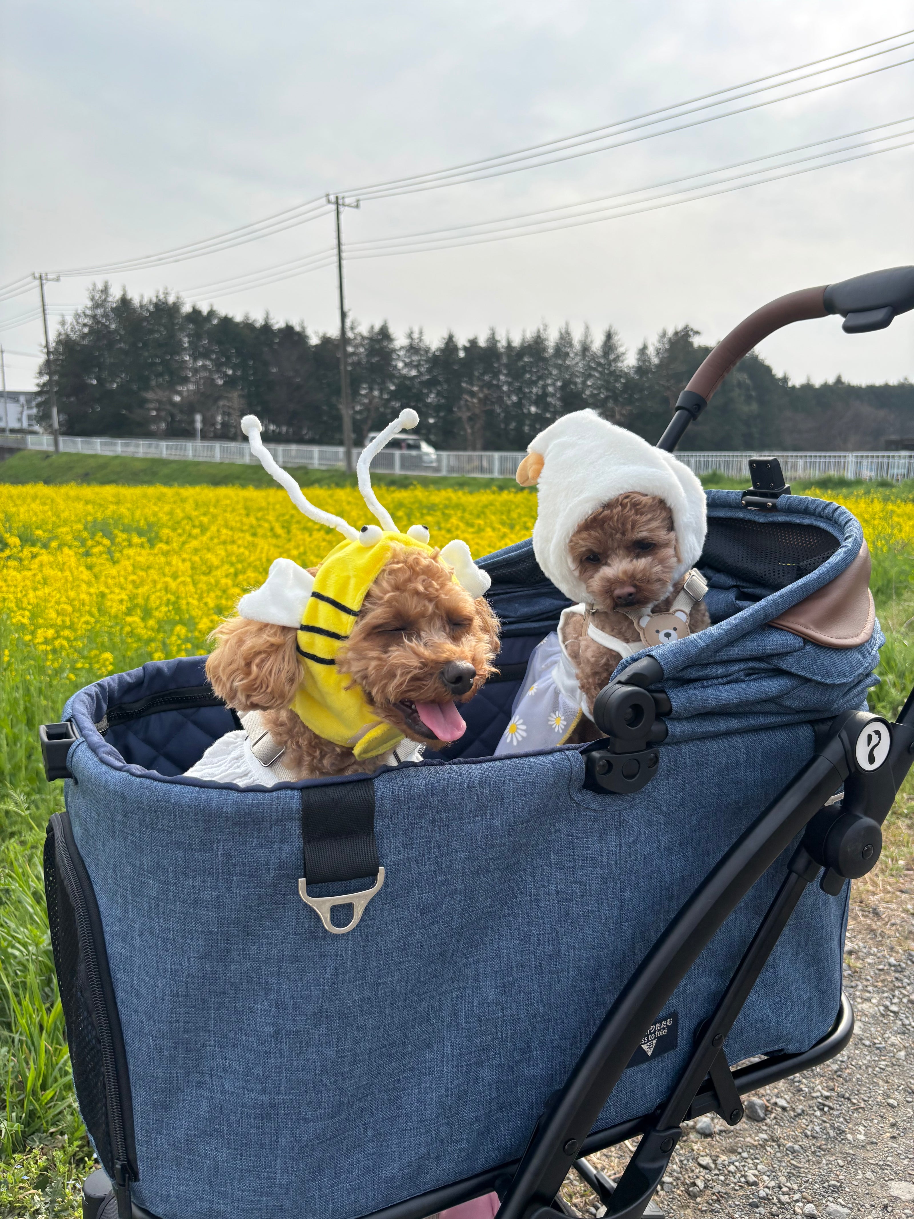 PETTENAペットカート愛用中のわんちゃん紹介！犬種・体重別の実例写真まとめ
